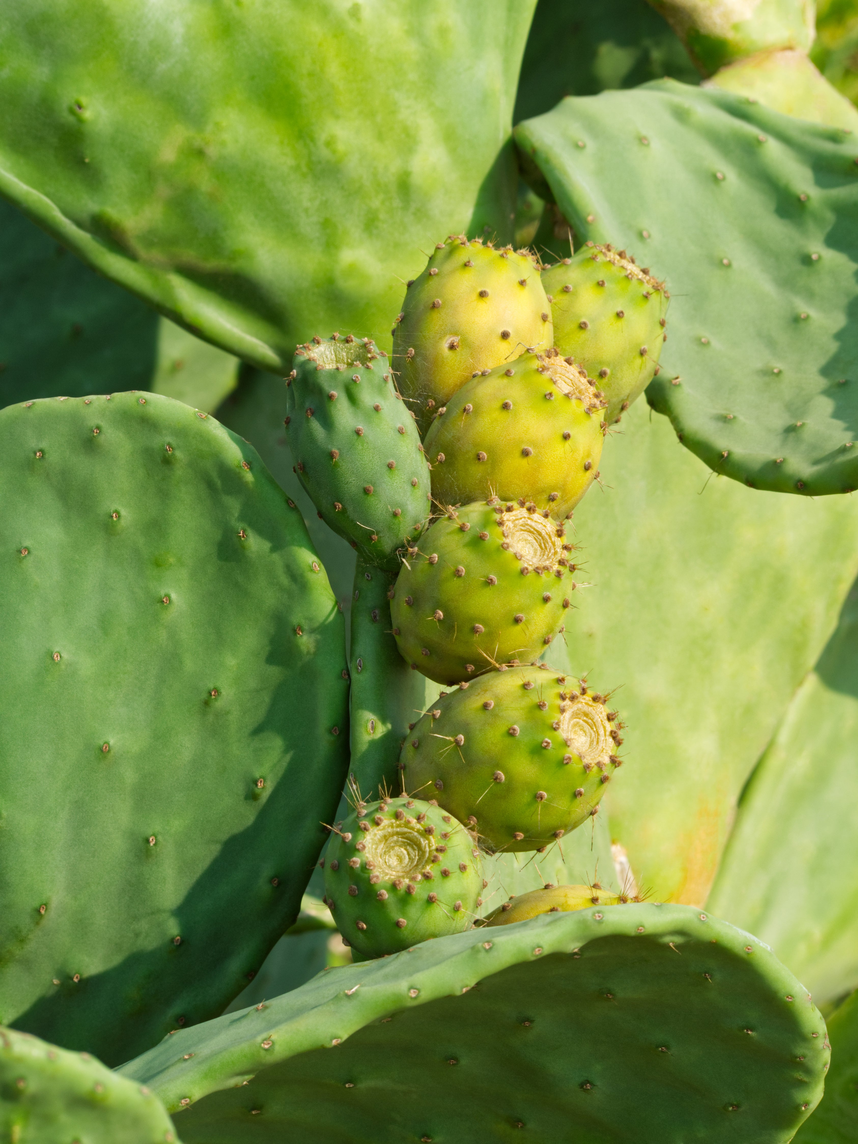 Prickly Pear Seed Oil: A Luxurious Elixir for Radiant Skin – Dillon ...
